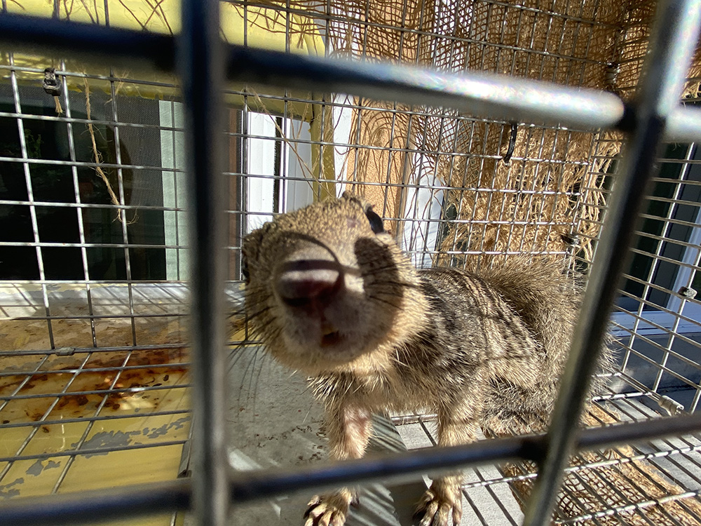 Humane Trapping & Remediation - The Gopher Guys - #1 Gopher Removal Experts